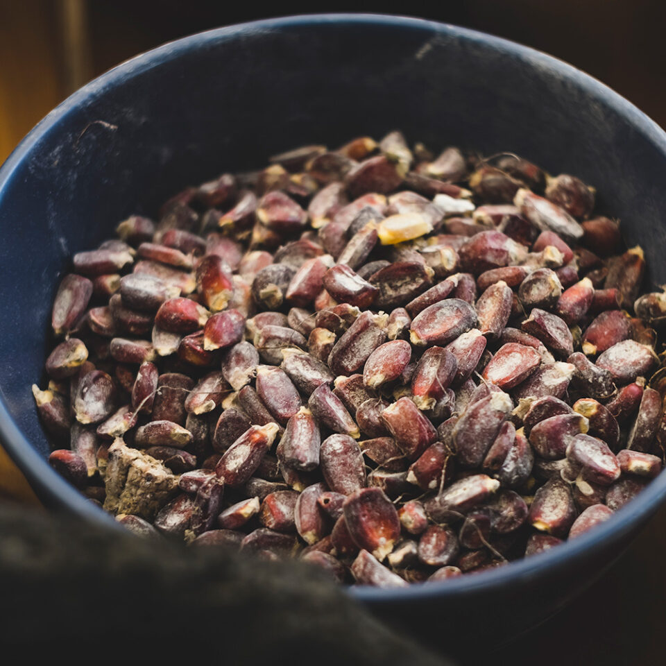 Maíz Azul, explorar lo más puro de la gastronomía mexicana Articulos y ...